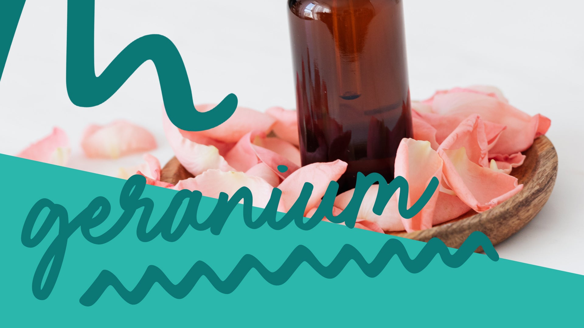 How can Geranium help me sleep better? – Echor